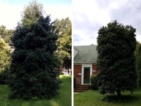 Our Services | A1 Landscape